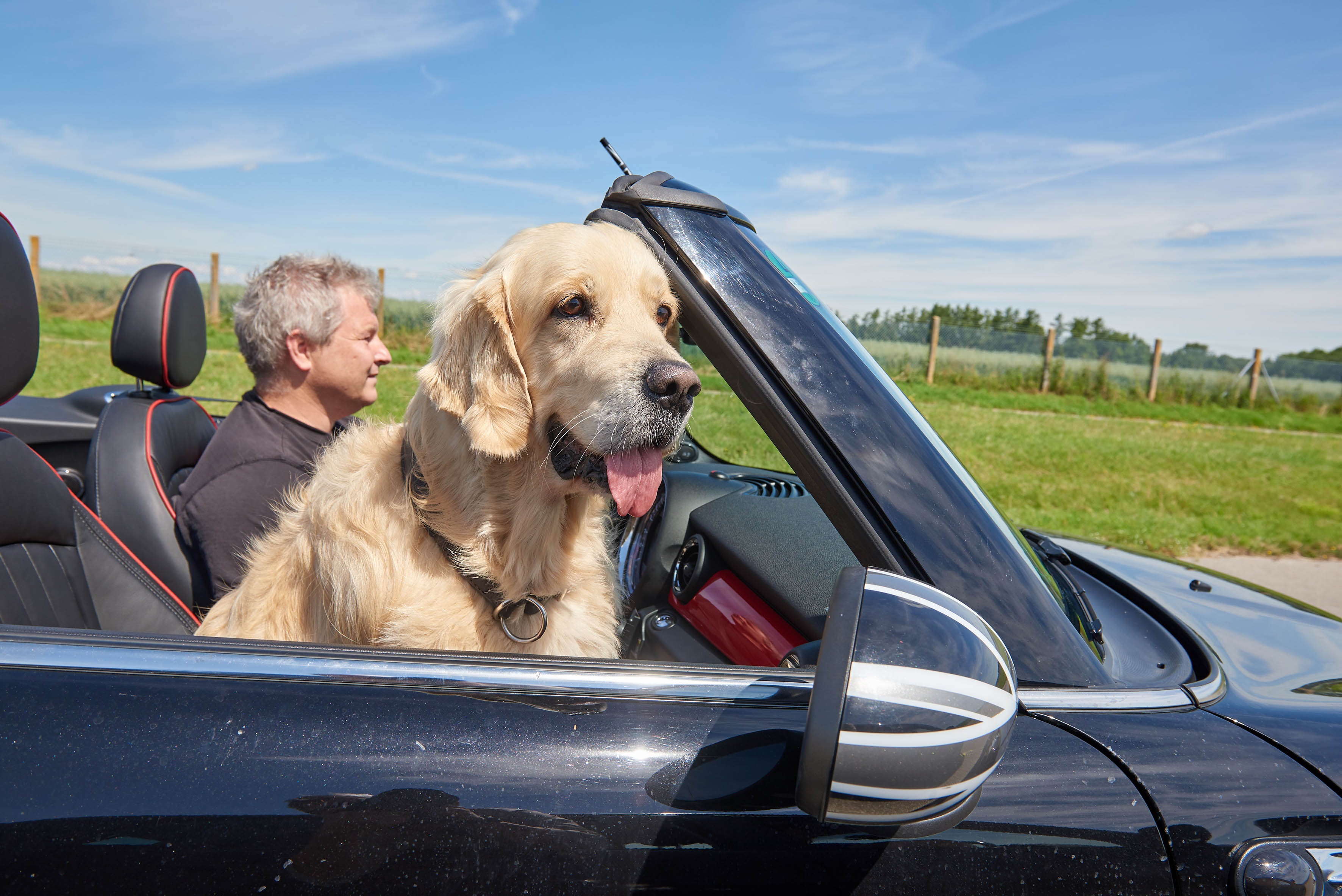 Elegantes Hund Auf Beifahrersitz Bilder